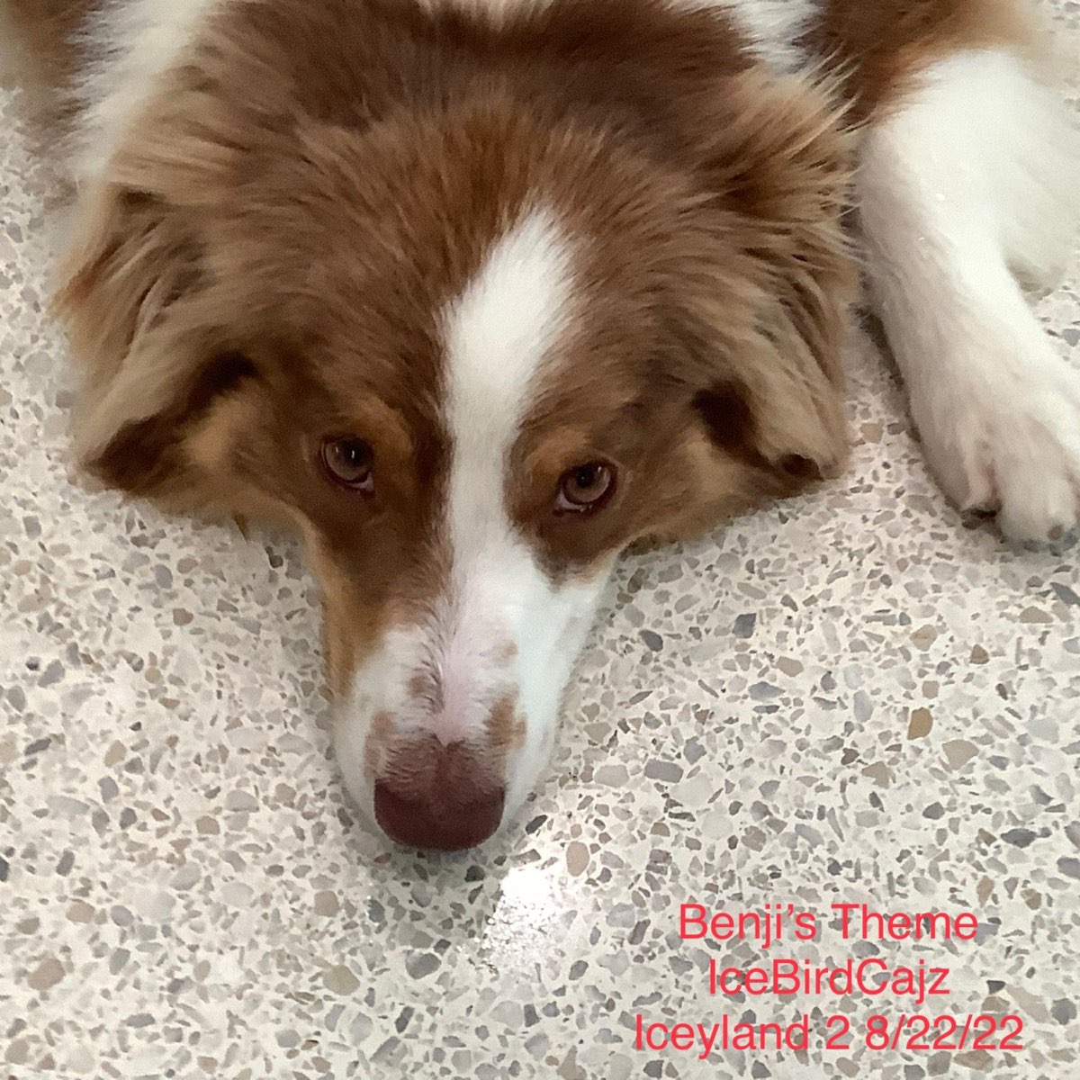 ‎Benji's Theme - Single - Album by IceBirdCajz - Apple Music