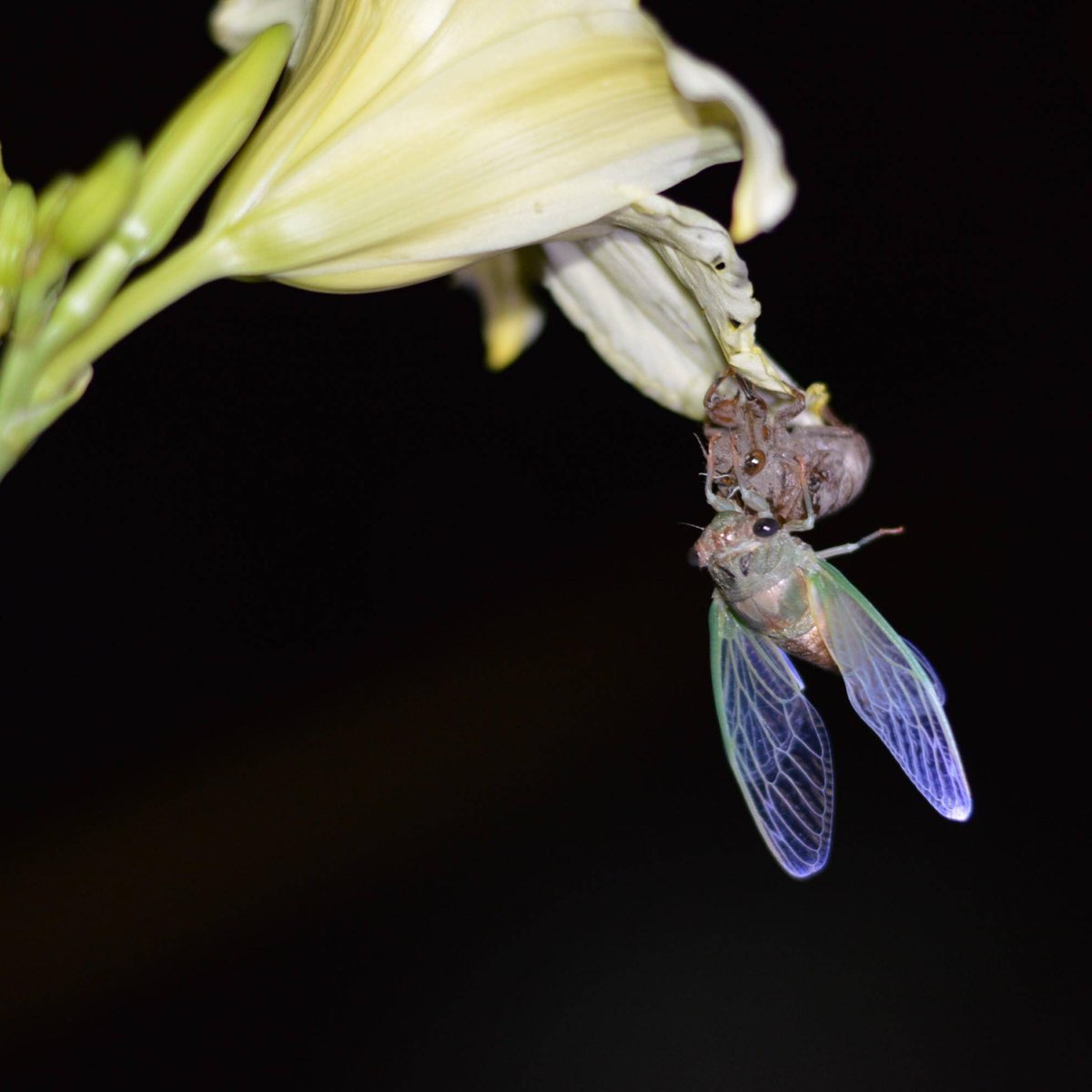 ‎The " Brood X" Periodical Cicada Will Emerge in 2021 After 17 Years ...