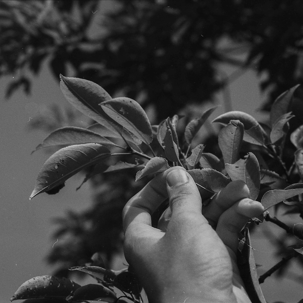 ‎The YEAR of OUR LORD 2020 - Single - Album by Cristle Hart - Apple Music