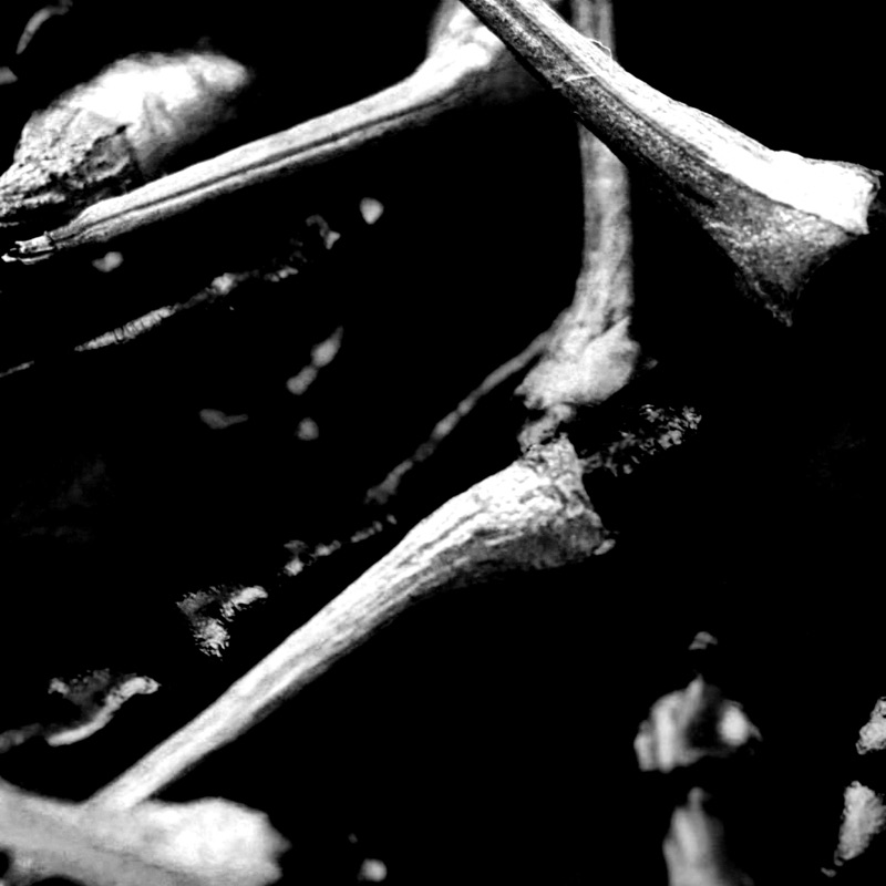 The Big Banana - Crab Smasher: Song Lyrics, Music Videos & Concerts