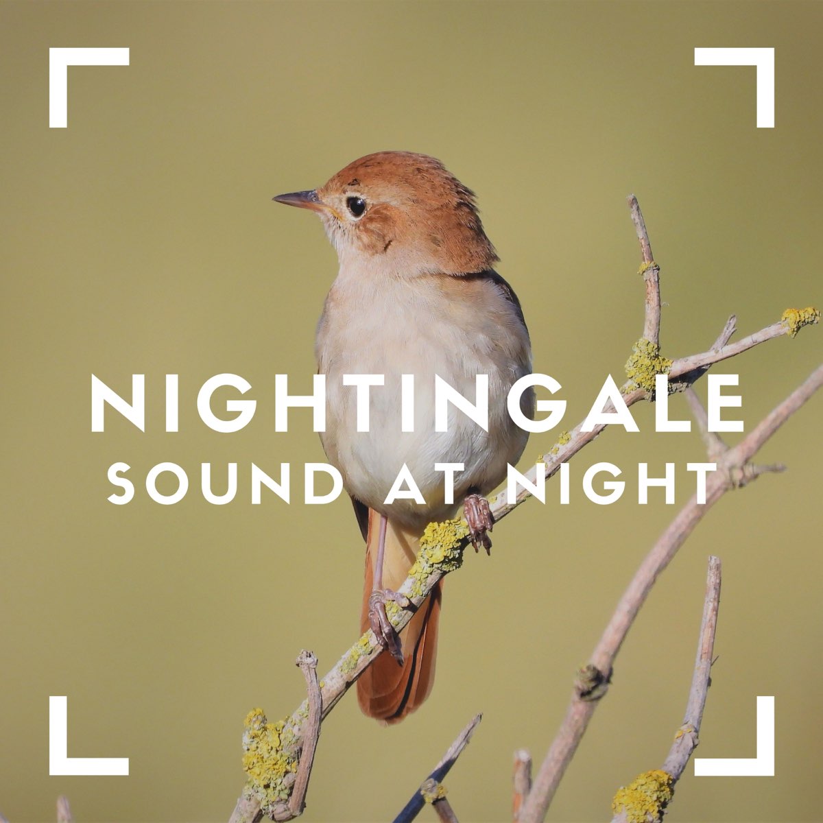 Nightingale Singing At Night