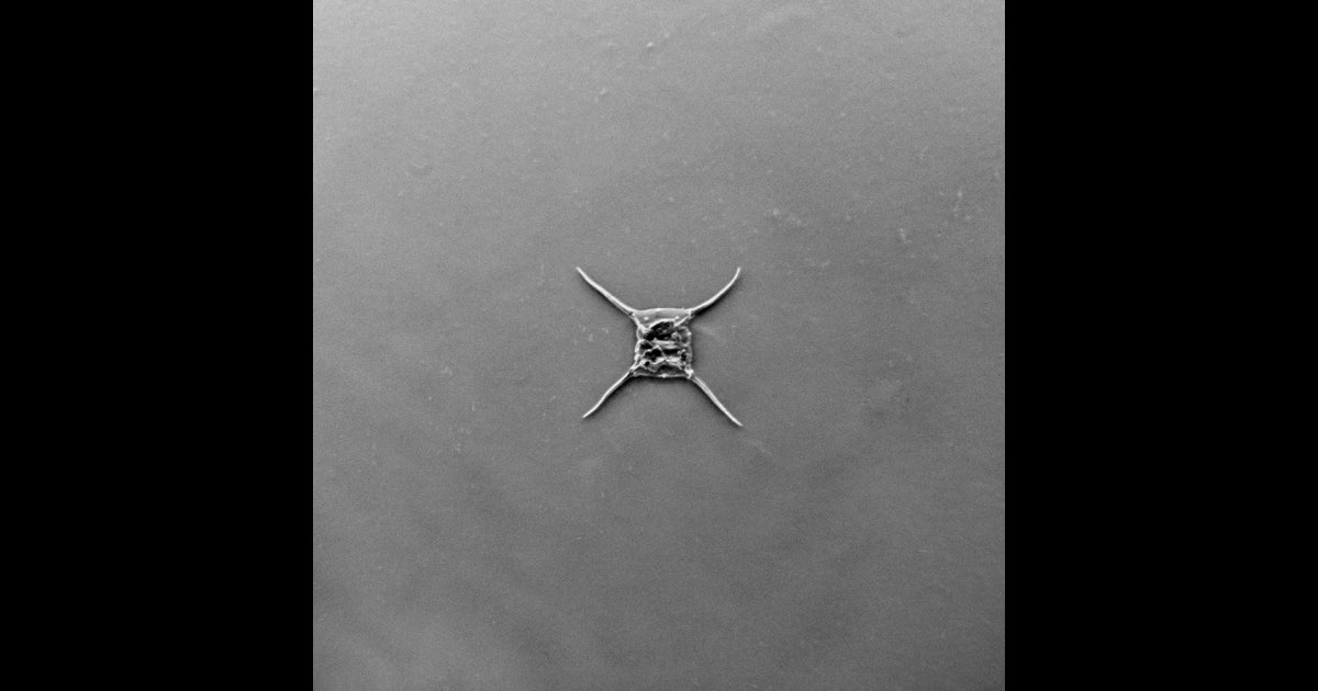 ‎The I in Team - Single - Album by Zack Bower - Apple Music