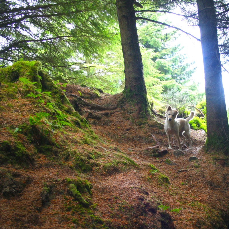 Crosshairs - CHEWIE: Song Lyrics, Music Videos & Concerts