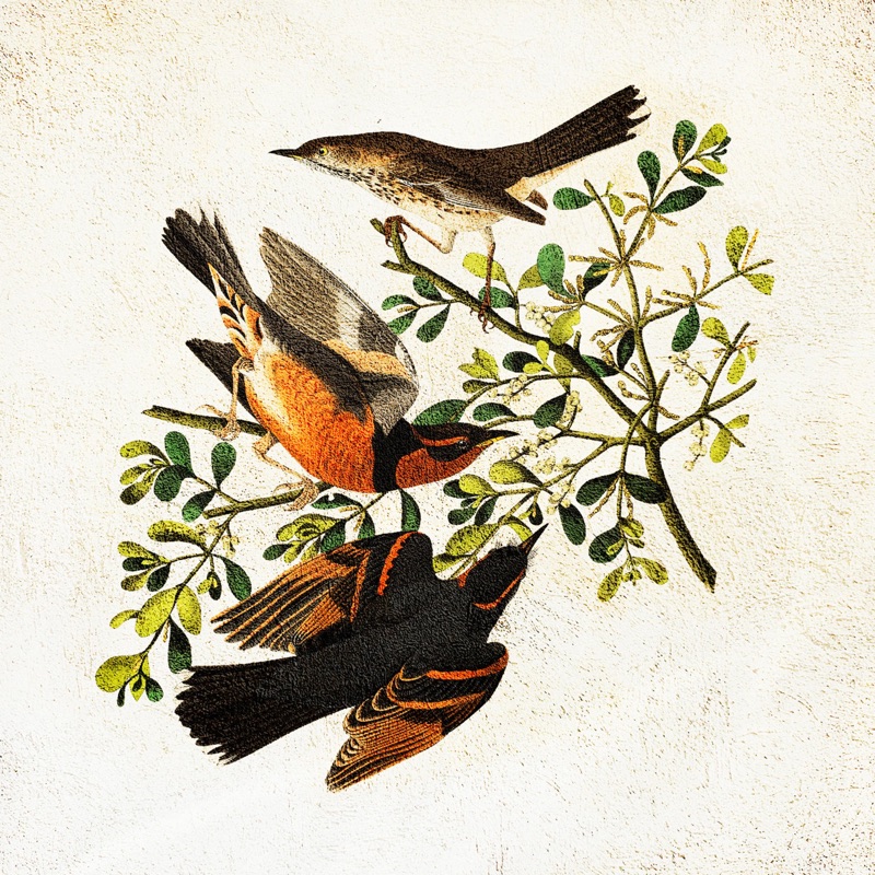 Bird's Eye View - Steven Beddall: Song Lyrics, Music Videos & Concerts