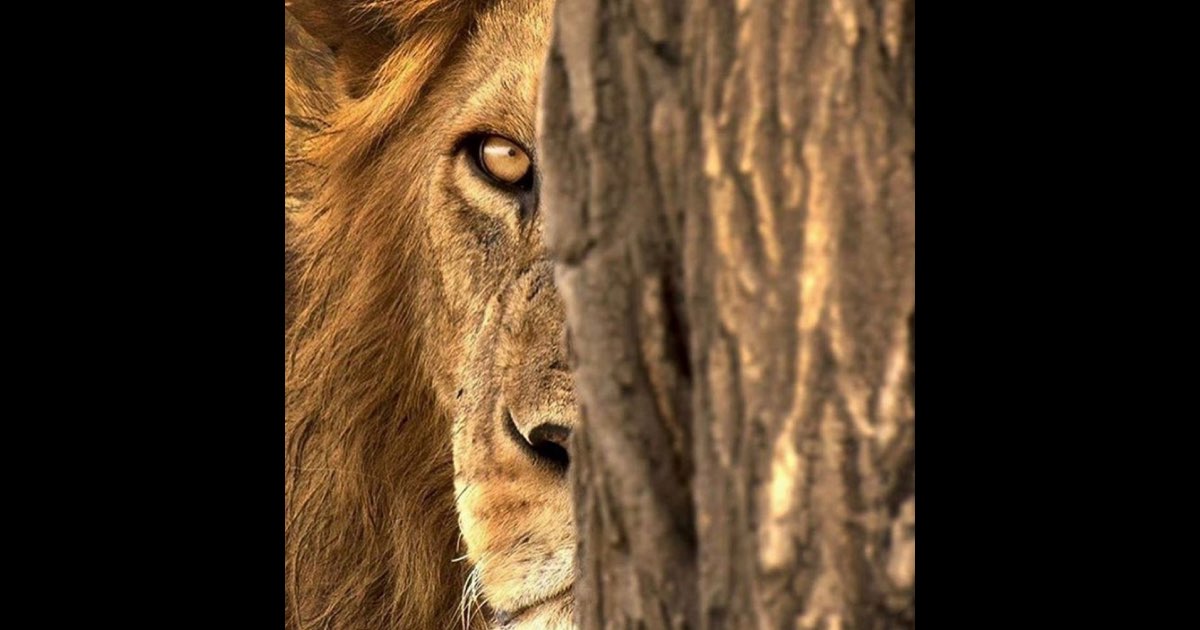 ‎Move Like Lion - Single - Spellbinder Reggaeのアルバム - Apple Music