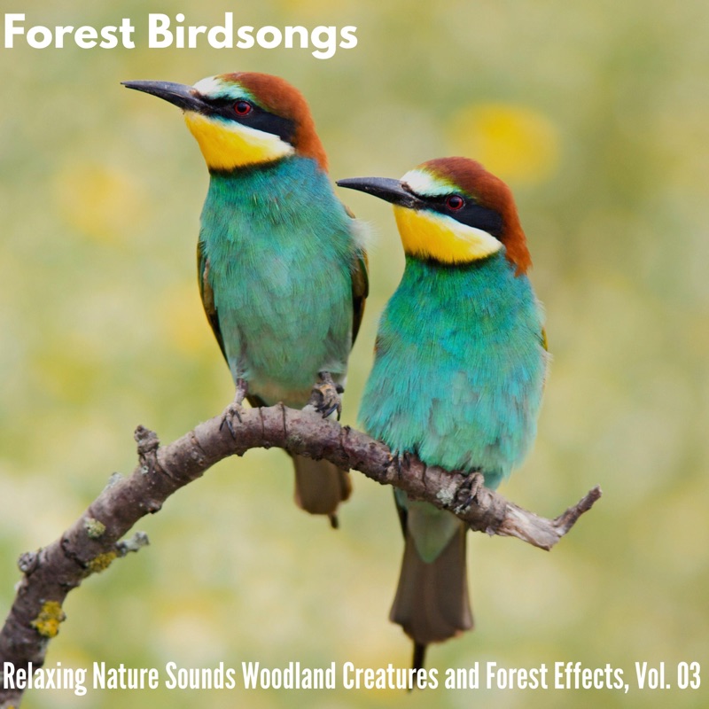 Bull Elk Bugle - Kristian Kenneddy: Song Lyrics, Music Videos & Concerts