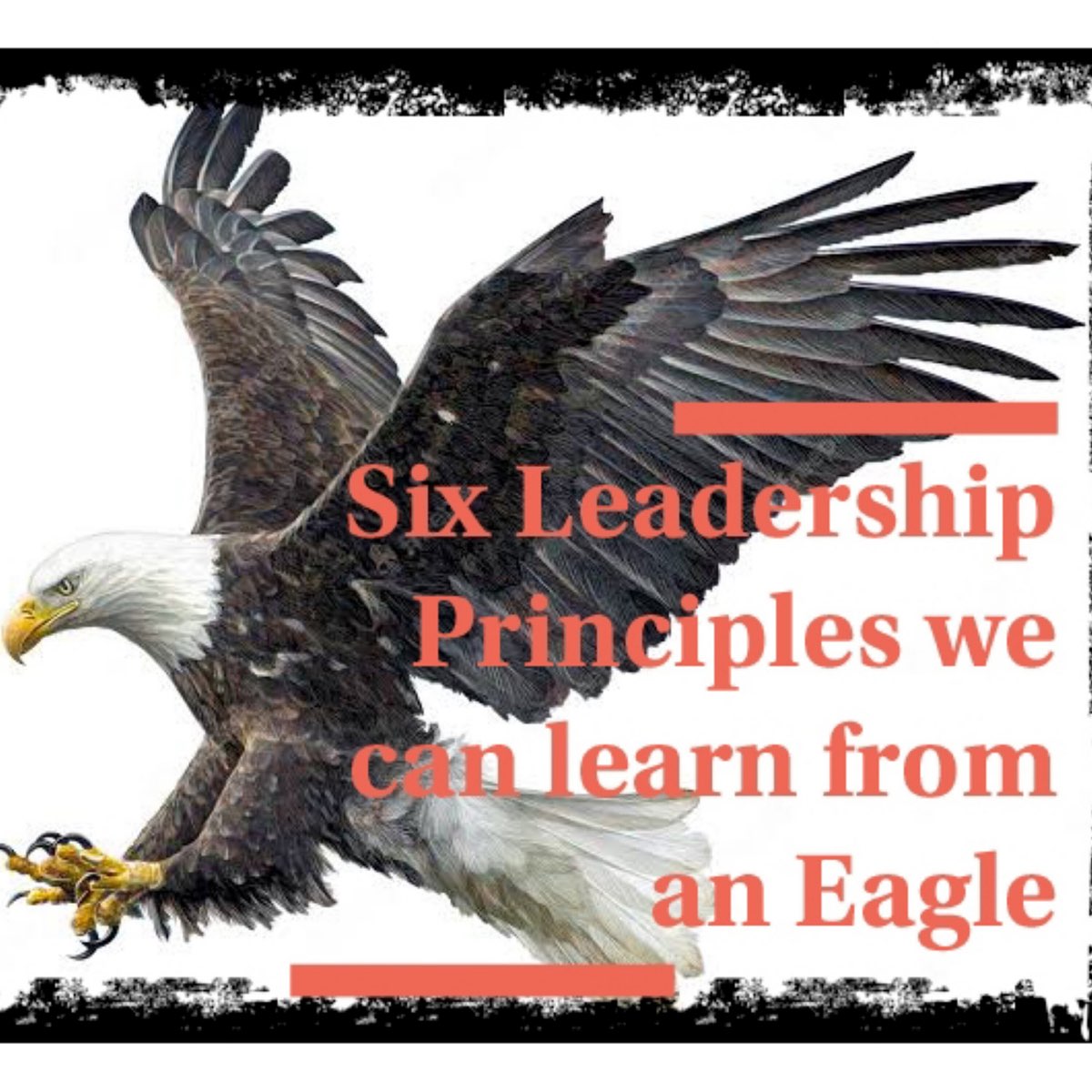Six Leadership Principles We Can Learn from an Eagle - Single - Album ... Six Leadership Principles We Can Learn from an Eagle - Single - Album ...
