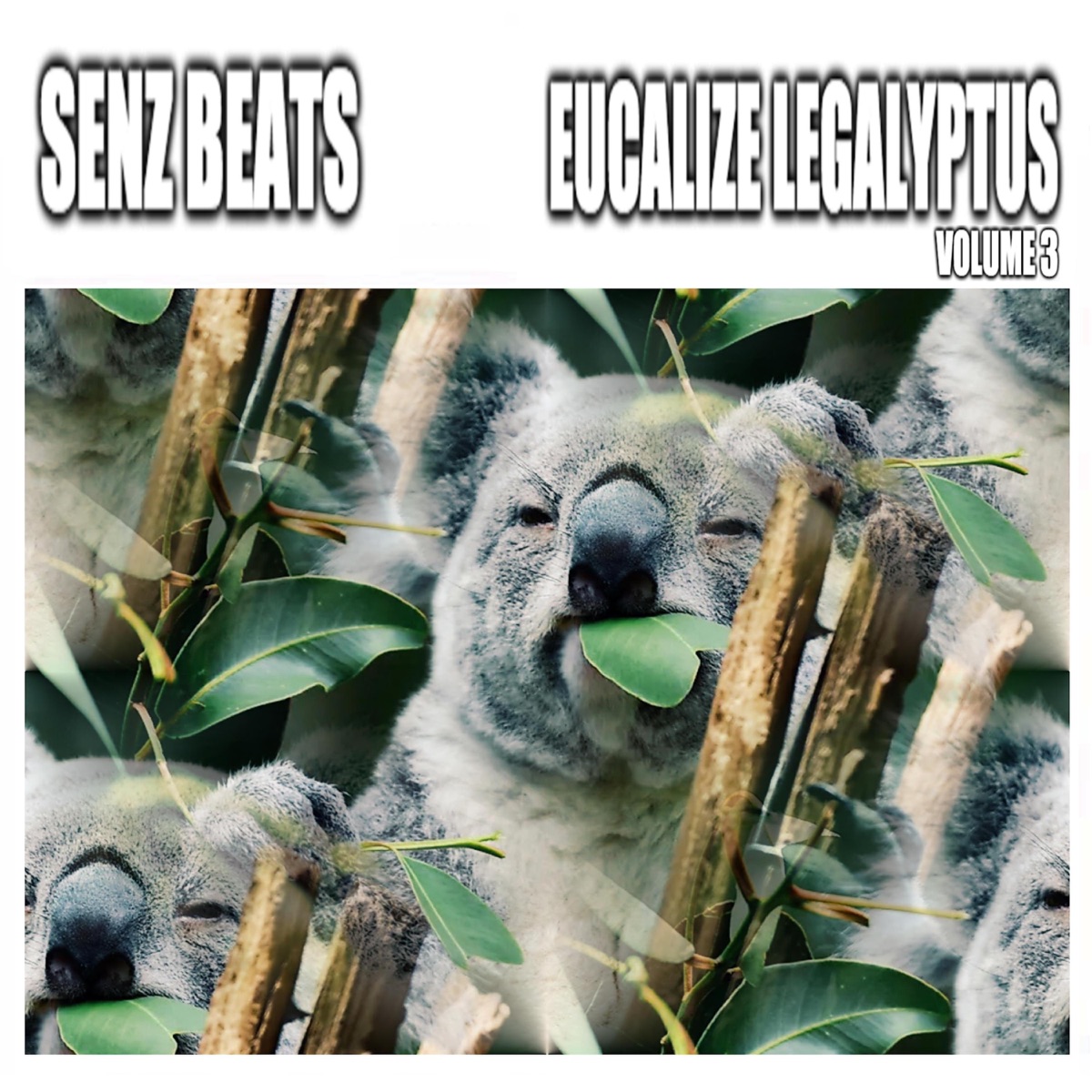 Koala Eating Eucalyptus Meme