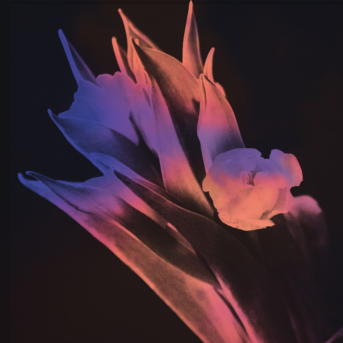 ‎Look Up by Toby Schay on Apple Music