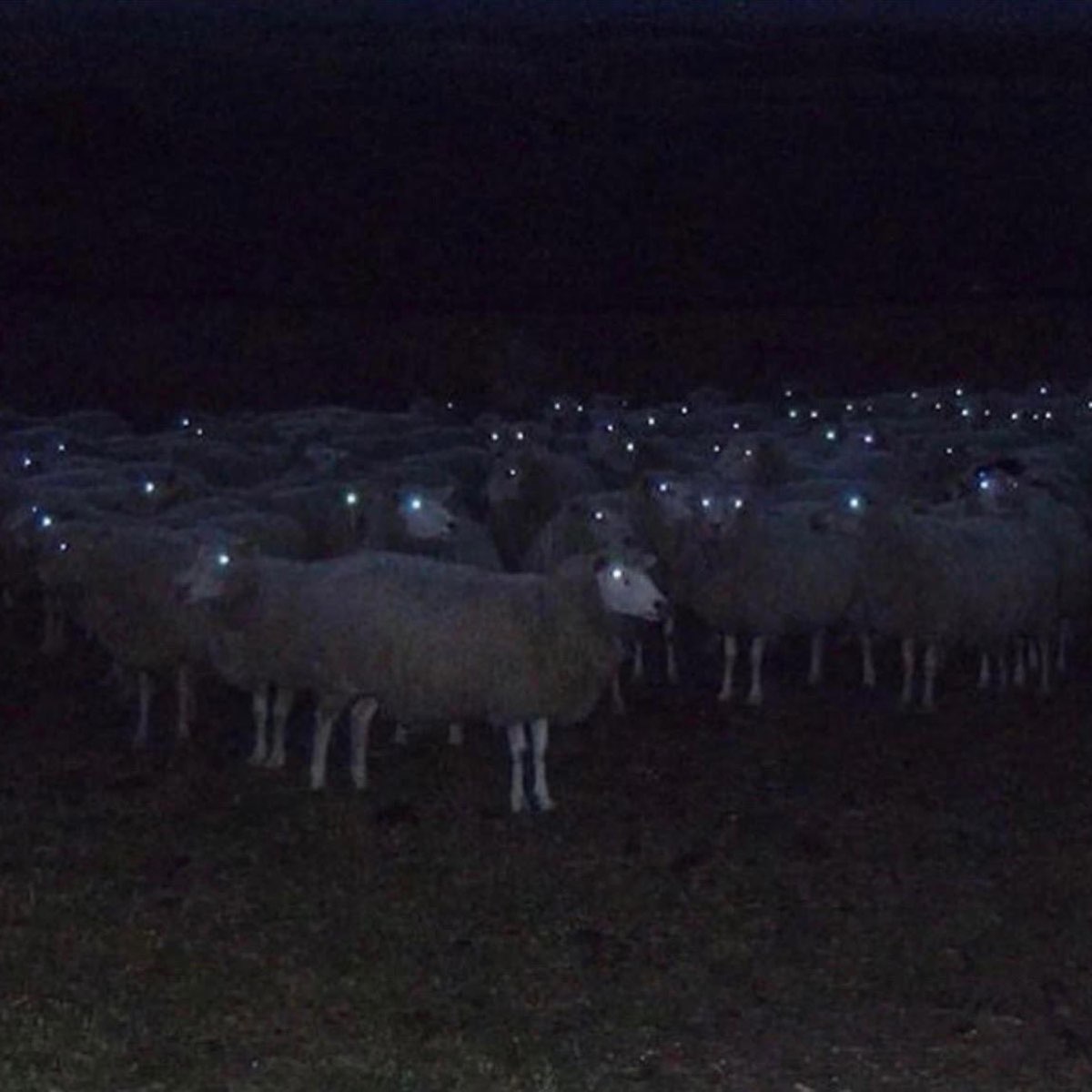 ‎Miss Me - Single - Album by Euphon - Apple Music