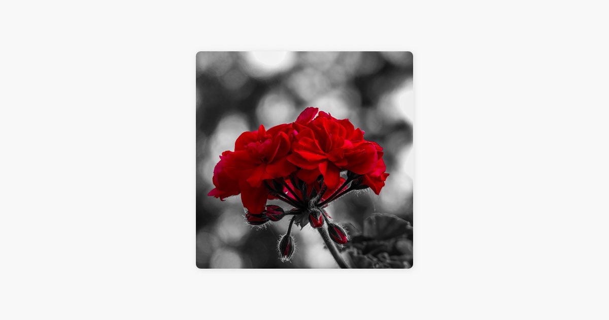 ‎Relaxing Music - Album by Mialsa Music - Apple Music