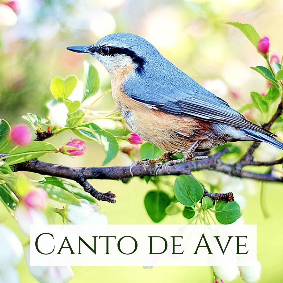 Canto de Ave - Sonido de Aves Silvestres en el Bosque, Canciones Suaves ... Canto de Ave - Sonido de Aves Silvestres en el Bosque, Canciones Suaves ...