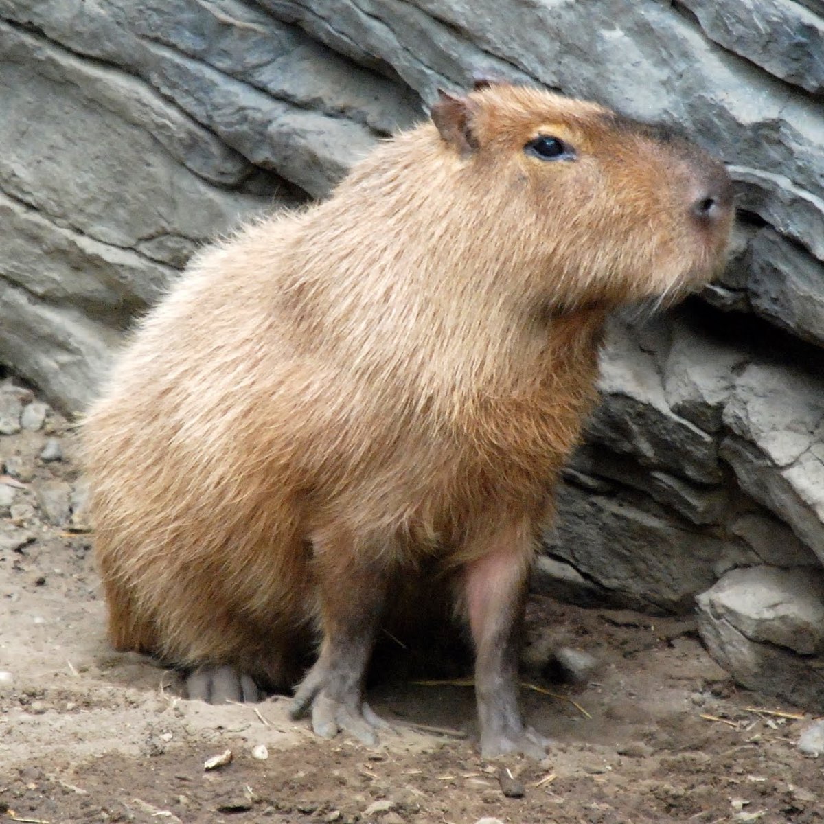 ‎Capybara - Album by NellyNTZ - Apple Music