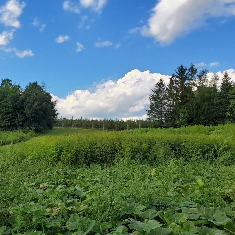 Odogwu (Mma Dimkpa Bu Chaka Chaka) - Stanley Okorie: Song Lyrics, Music Videos & Concerts