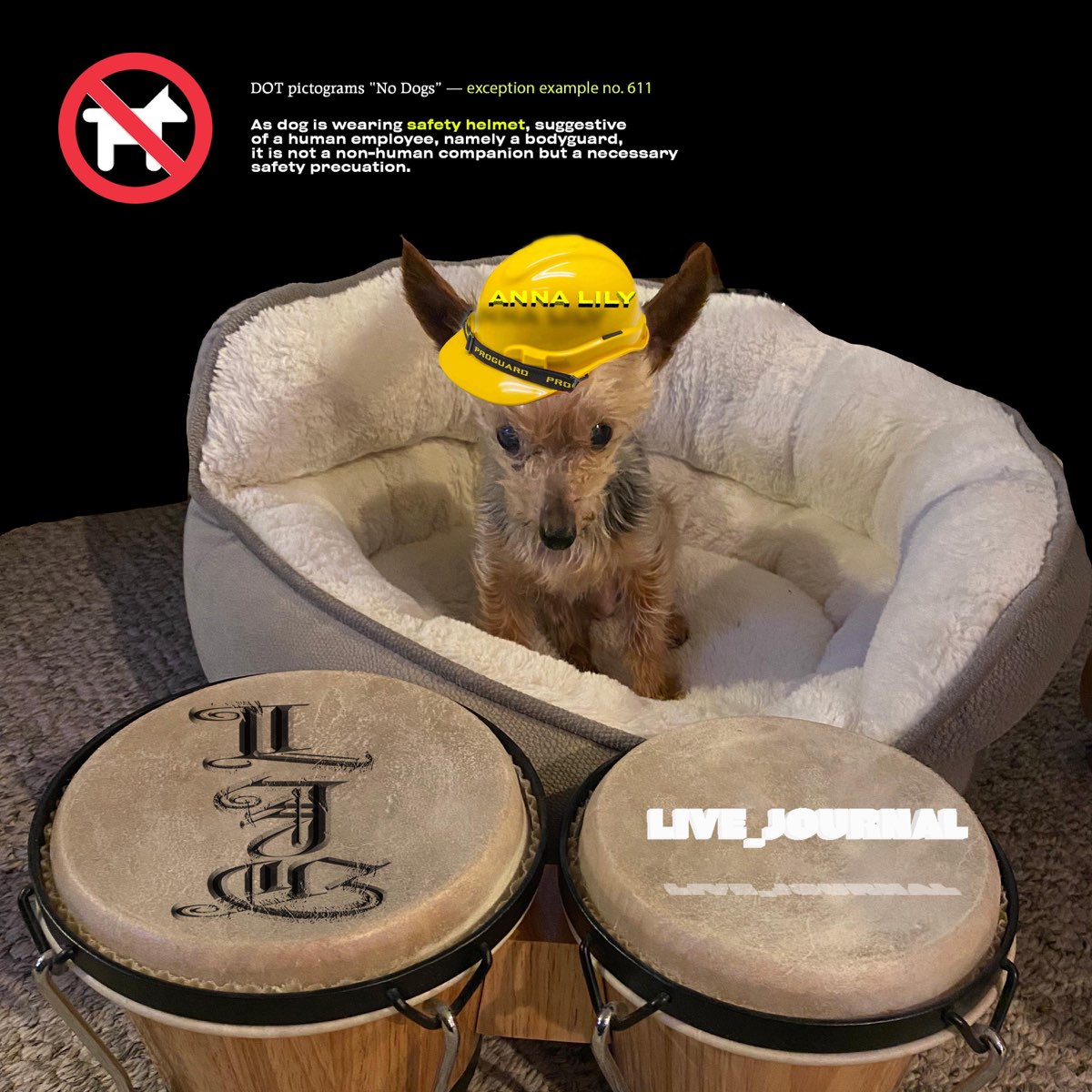 ‎Live_Journal - Anna Lilyのアルバム - Apple Music