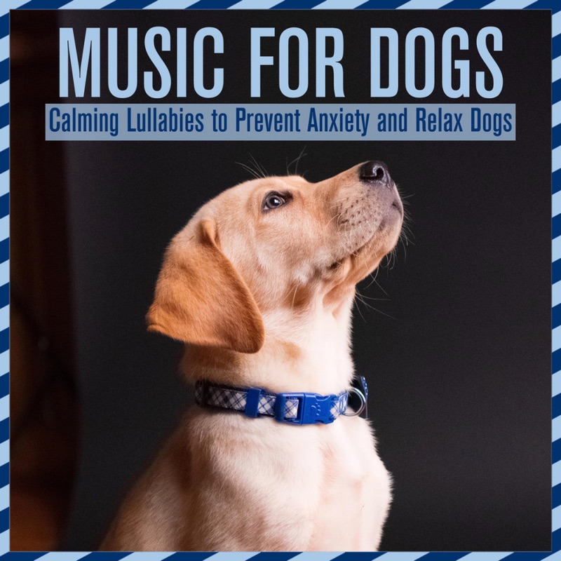 Best Companion - Relaxmydog & Dog Music Dreams: Song Lyrics, Music ...