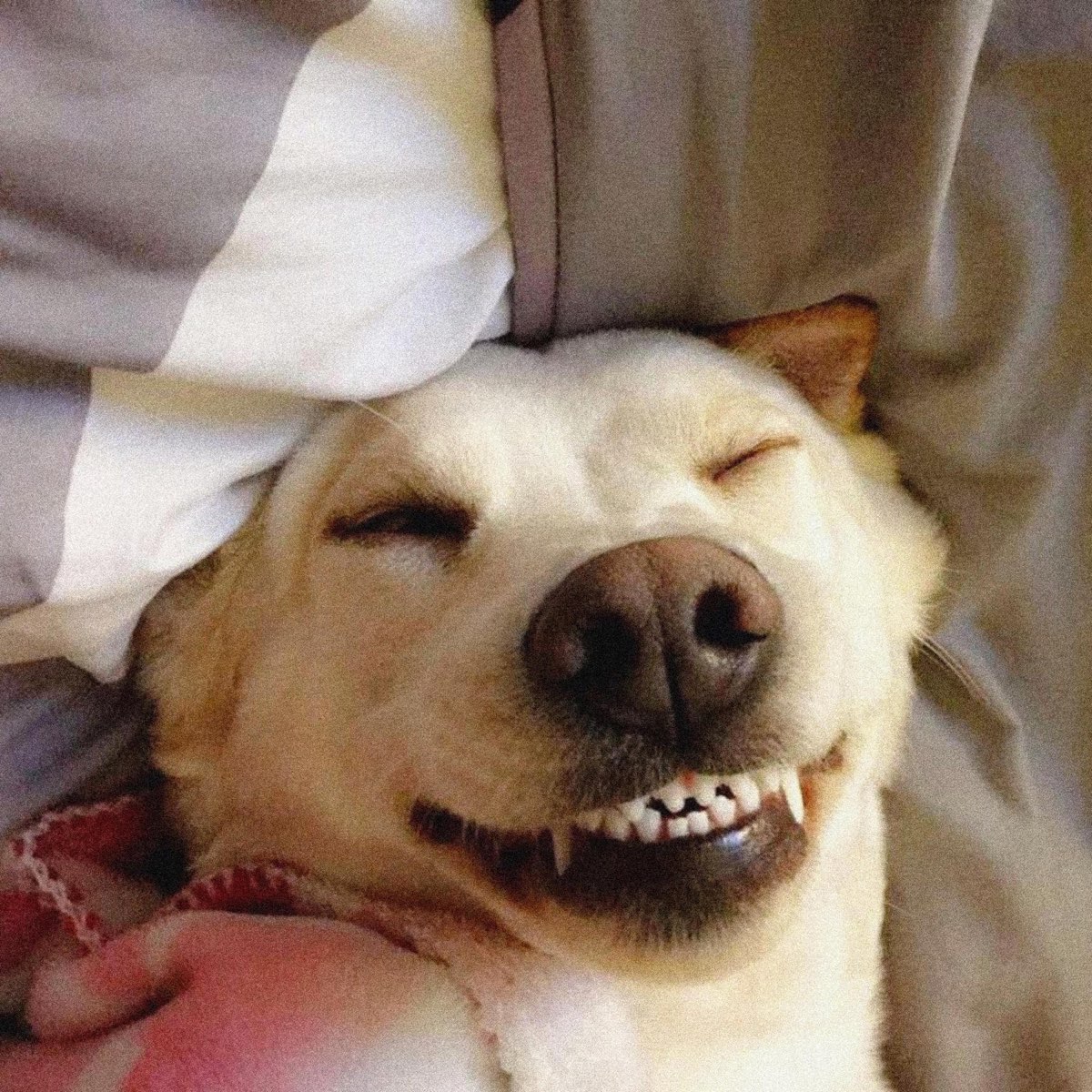 ‎Maple - Single - Album by narpy - Apple Music