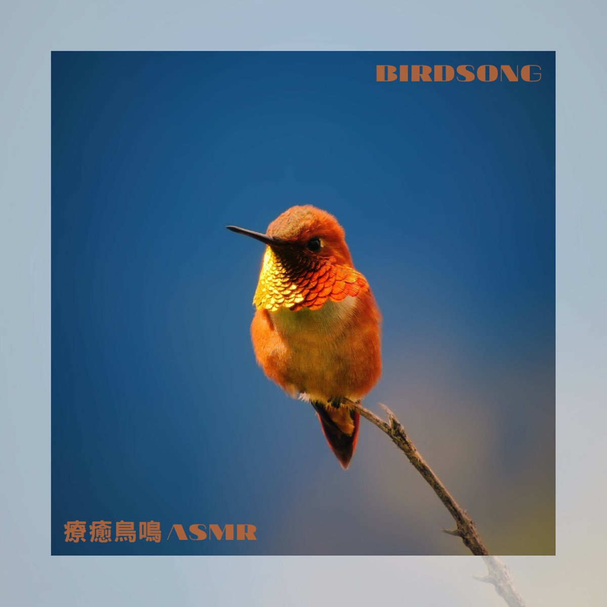 《疗愈鸟鸣 睡眠白噪音asmr》 白噪音asmr睡眠的专辑 Apple Music