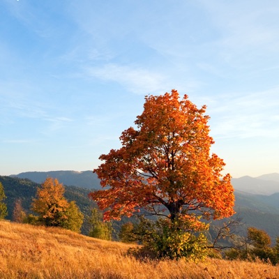 Speranta - Songs, Concert tickets & Videos