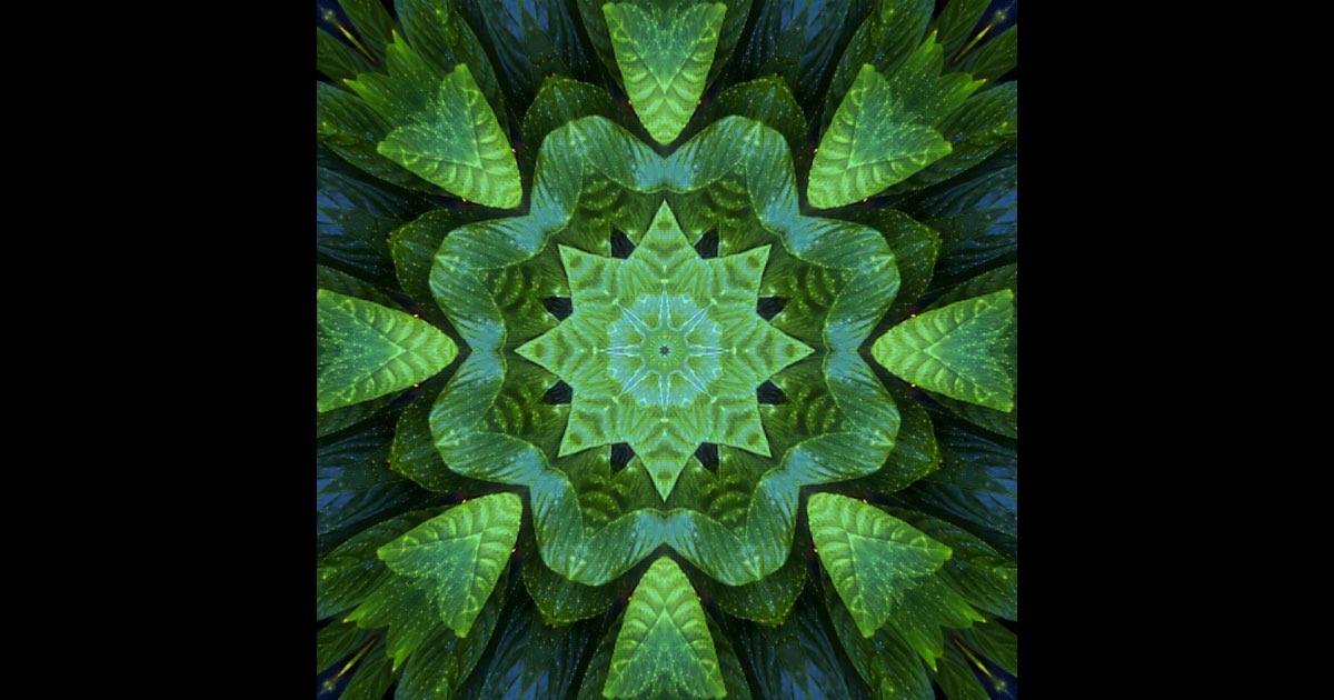 ‎Madre de Las Plantas (feat. Shimshai) - Single - Album by Alexa ...