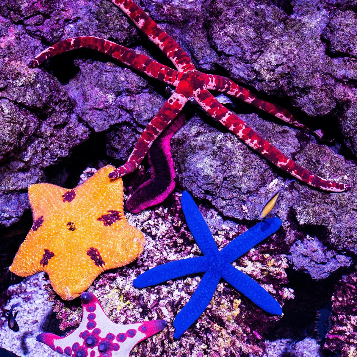 shark Bite Single Album By Skystepa Apple Music