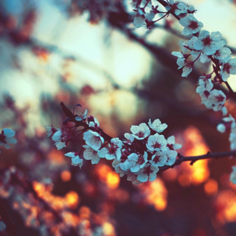 Lights - Sappheiros: Song Lyrics, Music Videos & Concerts