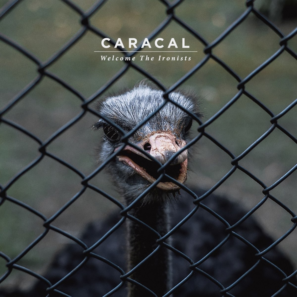 Welcome the Ironists》- Caracal的专辑 - Apple Music
