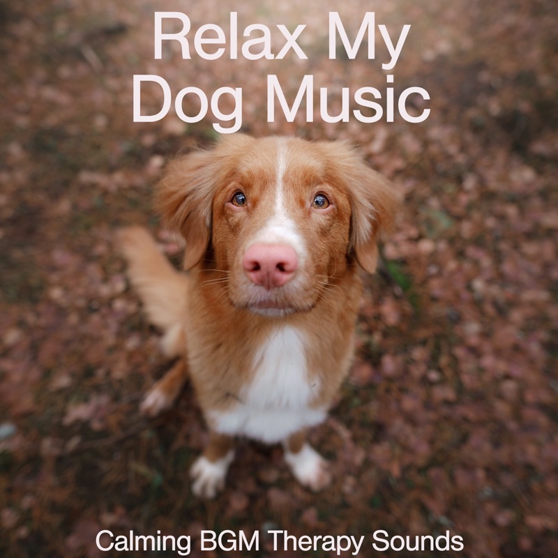 The Softest Paws - Relax My Dog Music, Dog Music Therapy & Dog Music ...