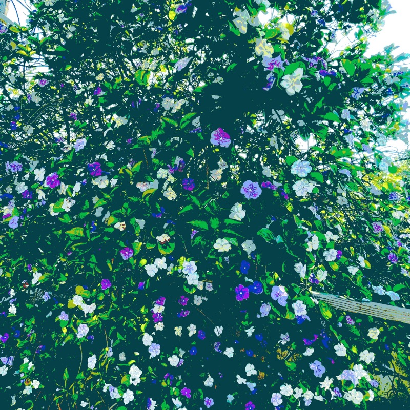 Groupie Love - Lotch: Song Lyrics, Music Videos & Concerts