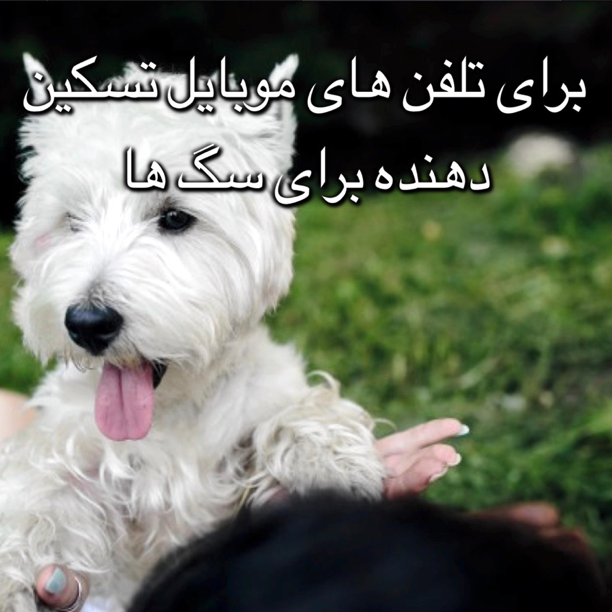 ‎برای تلفن های موبایل تسکین دهنده برای سگ ها - Album by Soothing Dog ...