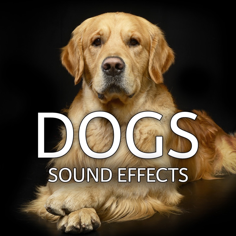 Dogs Groan, Whine, Pant - Sound Ideas: Song Lyrics, Music Videos & Concerts