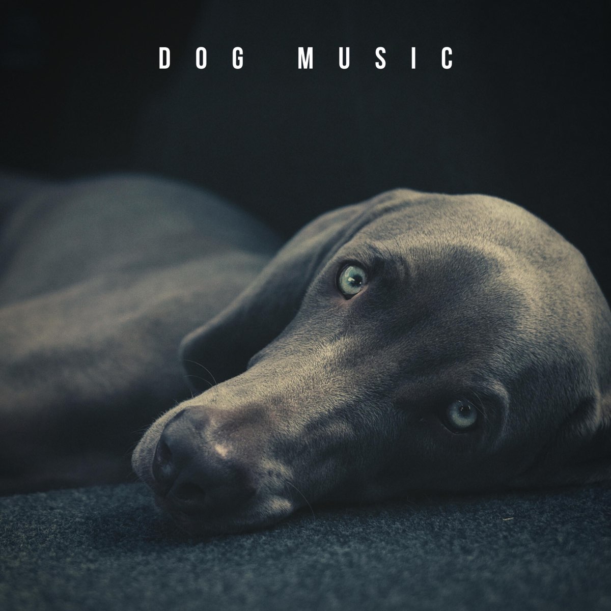 ‎Songs For Dogs by Dog Music on Apple Music