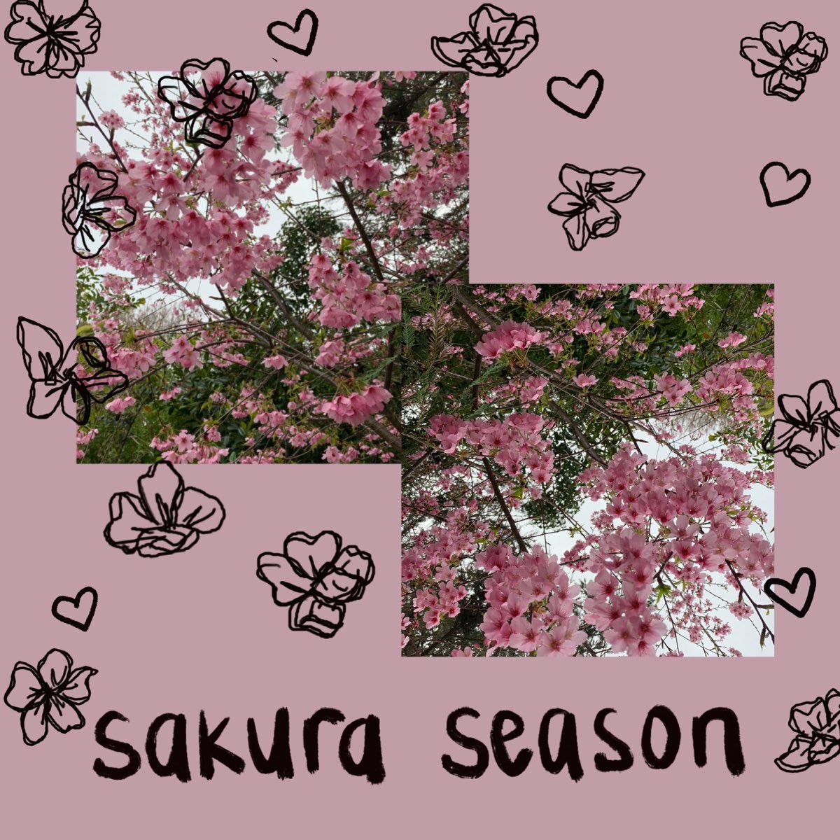 ‎Sakura Season - Single - Album by danijordan - Apple Music