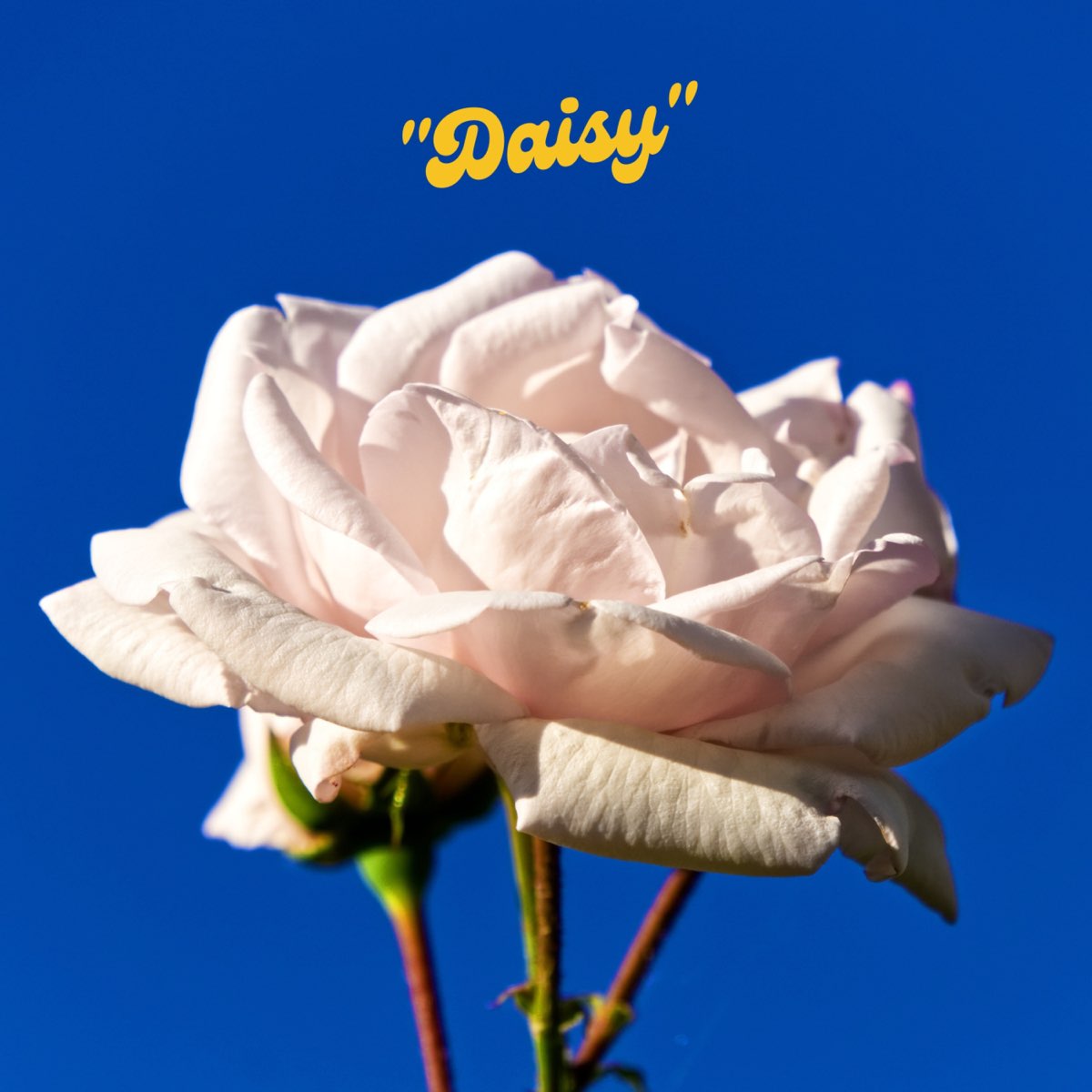 ‎Daisy - Single - Album by Delorians - Apple Music