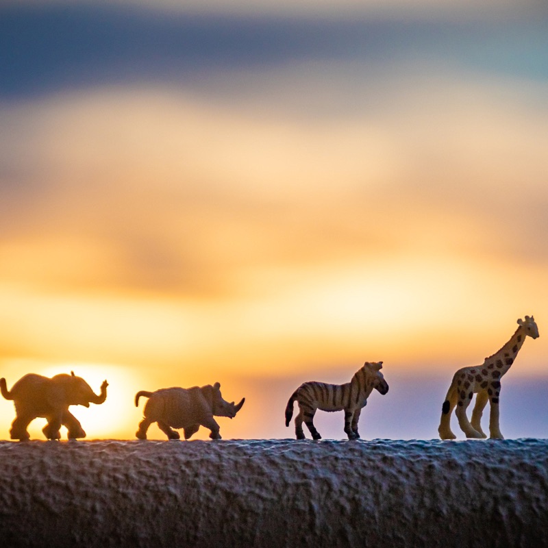 The Wellerman - Nathan McMath: Song Lyrics, Music Videos & Concerts