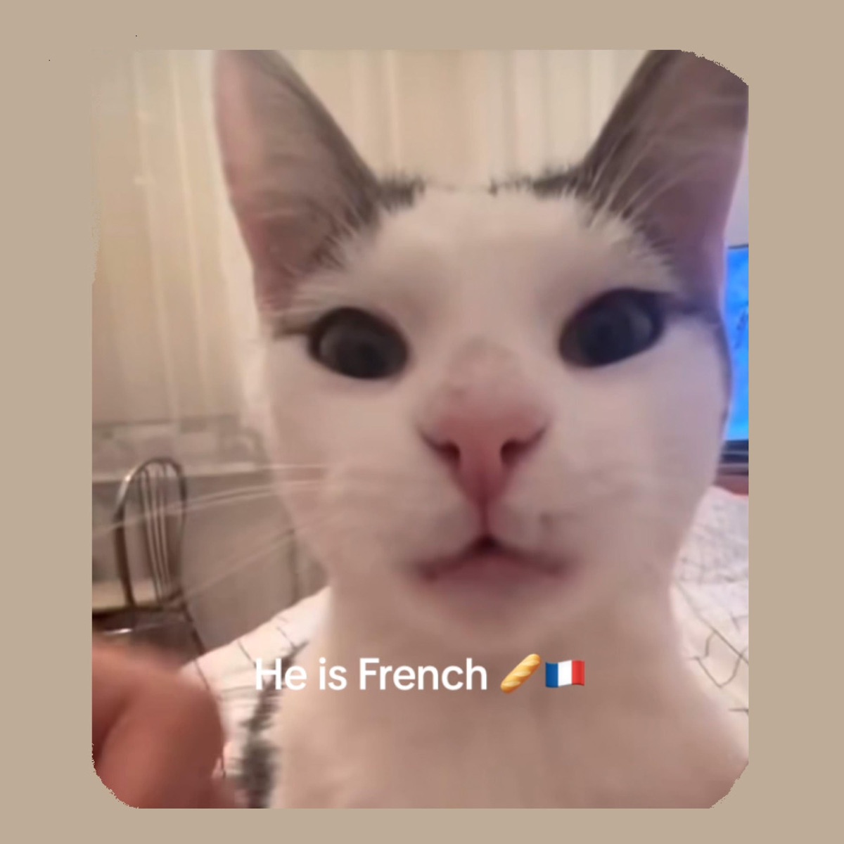 French Cats Memes Sending A Cat To Space? The Pinnacle Of French