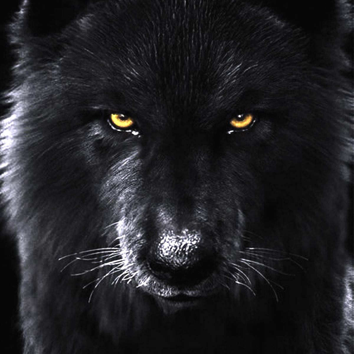 Wolf Yellow Eyes Wallpaper