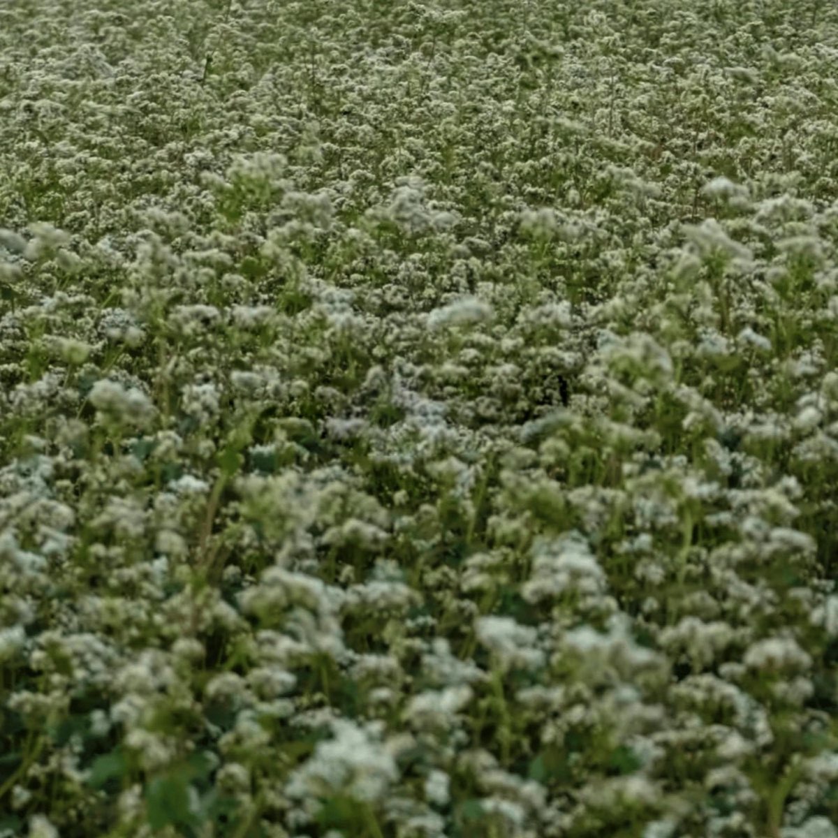 ‎Never Gets Old With You (Live) - Album by CYA Worship - Apple Music