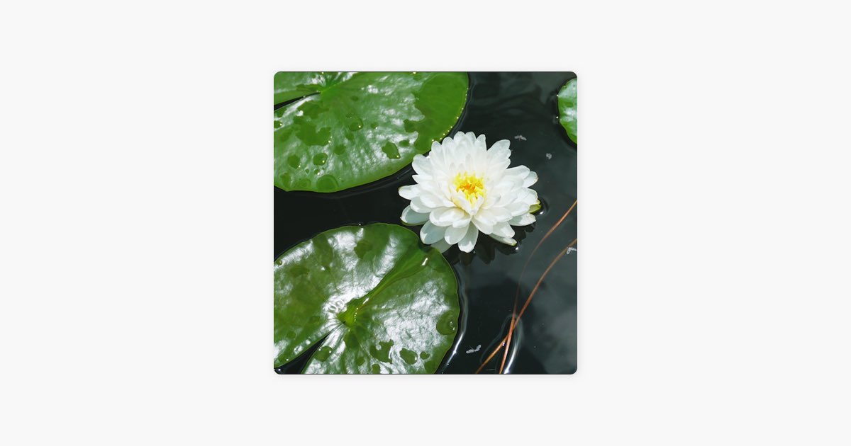 ‎Blooming Lotus - Song by COZY CLOU:D - Apple Music