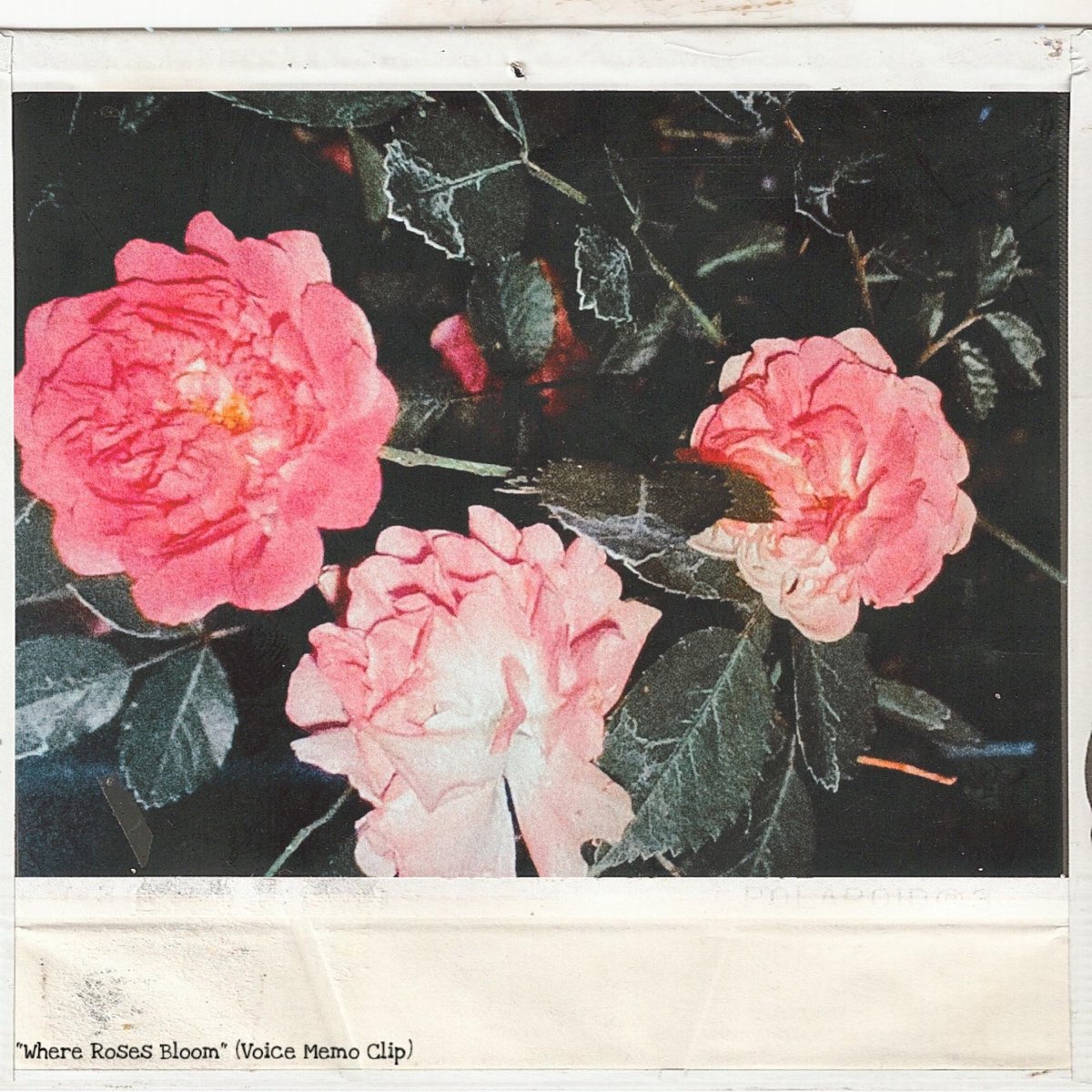 ‎Where Roses Bloom (Voice Memo Clip) - Single - Album by Teesa - Apple ...