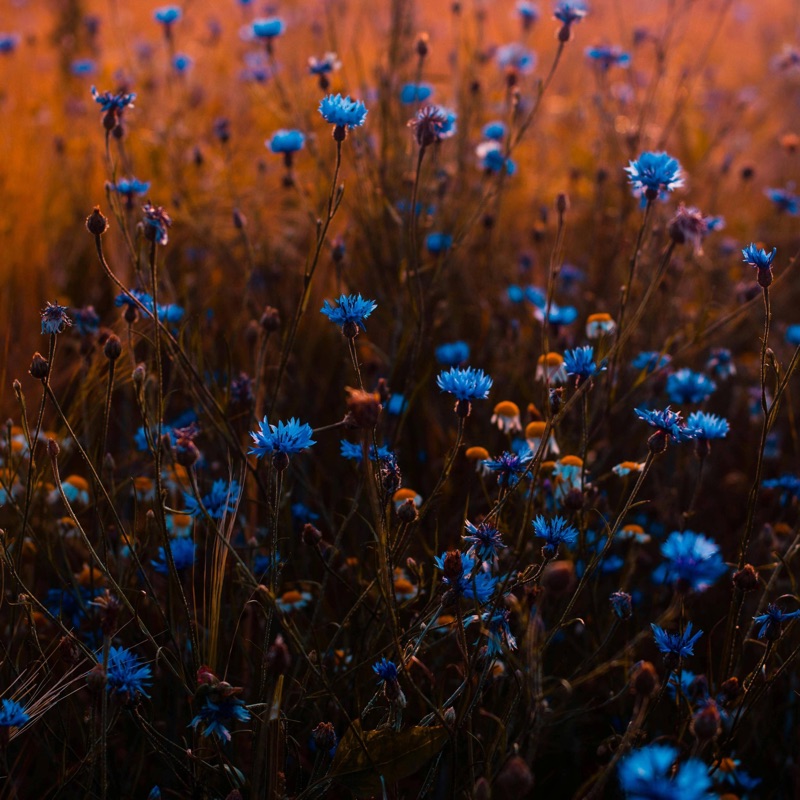 New Woman - Penelope Speed: Song Lyrics, Music Videos & Concerts