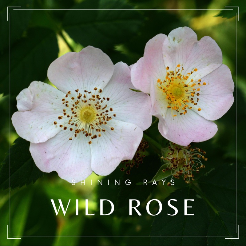 Wild Rose (Long Version) - Shining Rays: Song Lyrics, Music Videos ...