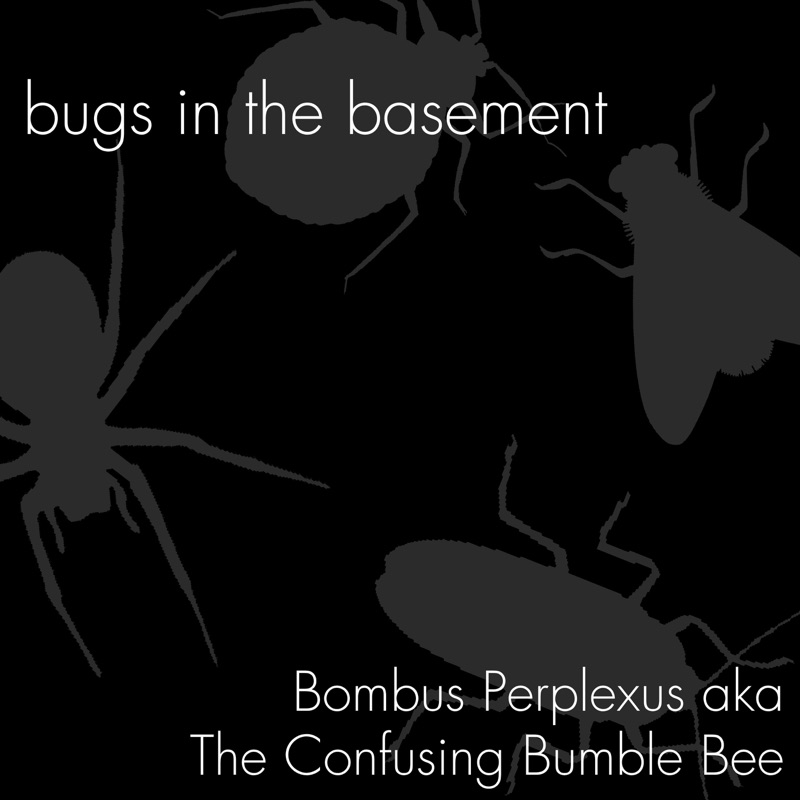 Bombus Perplexus aka the Confusing Bumble Bee - Bugs in the Basement ...