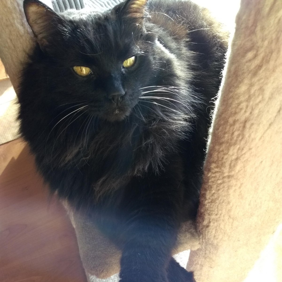 ‎The New Era - Album by Jaesone - Apple Music