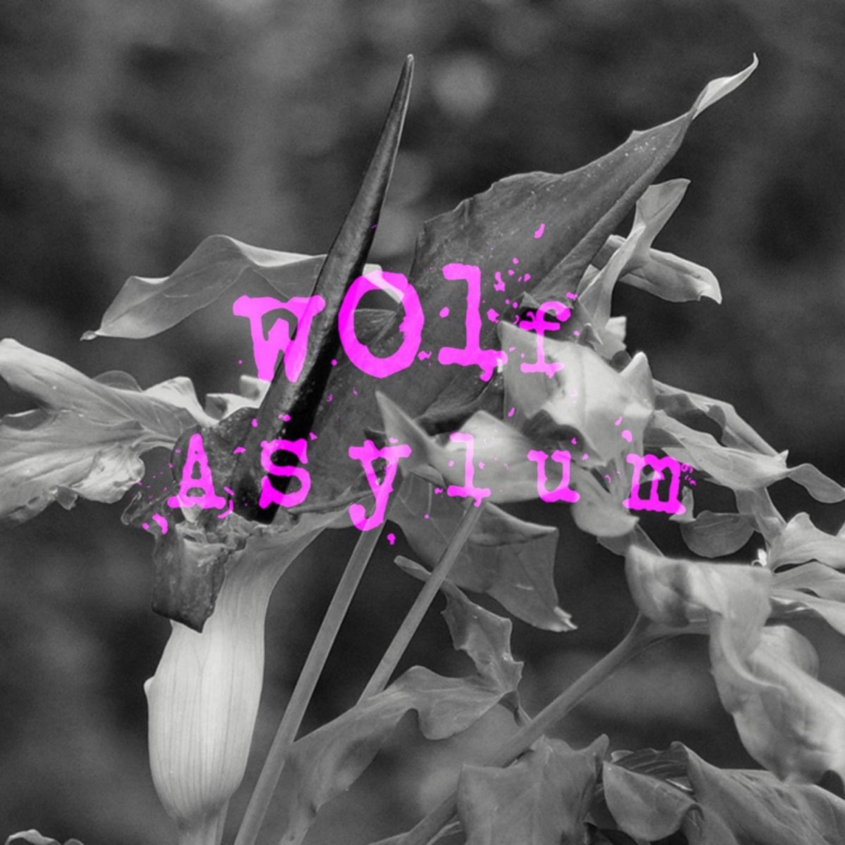 ‎Voodoo Lily (Choosing Sides) 2025 Remaster - Single - Album by Wolf ...