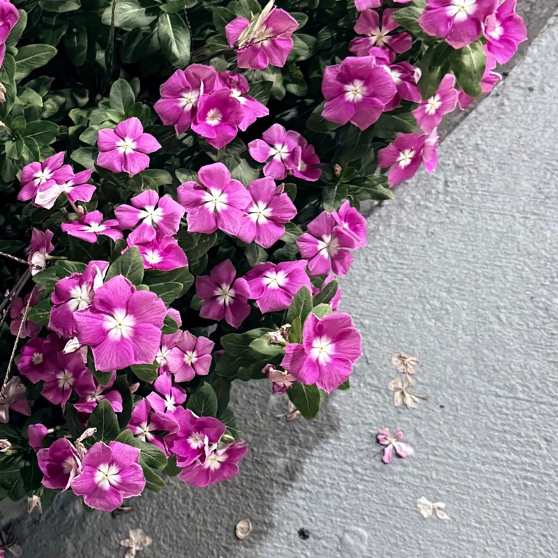 TOO SHORT - Jwash: Song Lyrics, Music Videos & Concerts