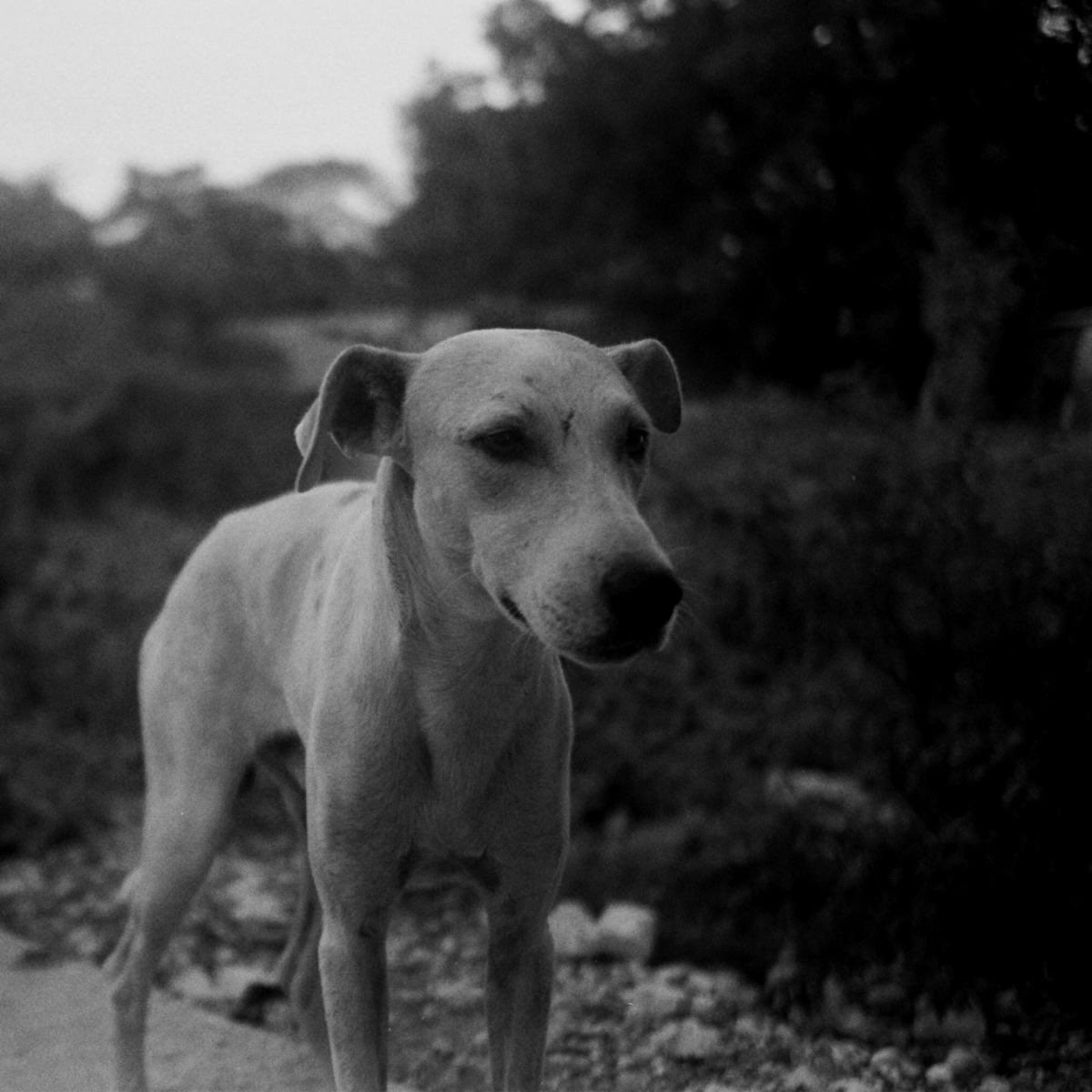 ‎sad crying clown in an iron lung - Single – Album par The Dylan Farnum ...