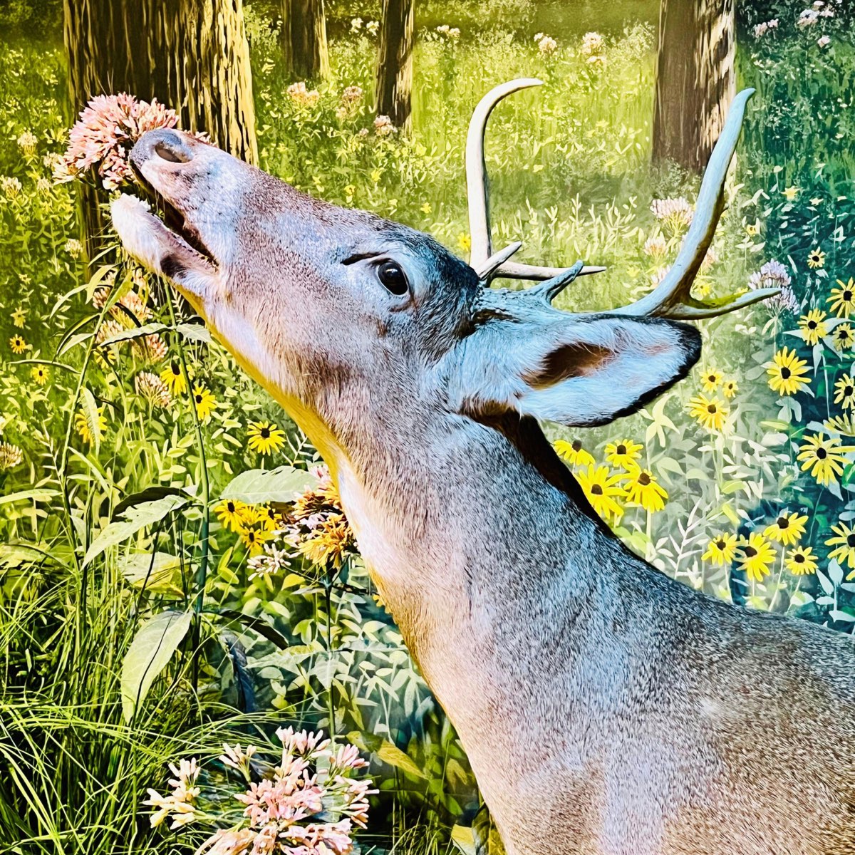 ‎Vikings Riding Lions - Single - Album by Wail Pigg - Apple Music