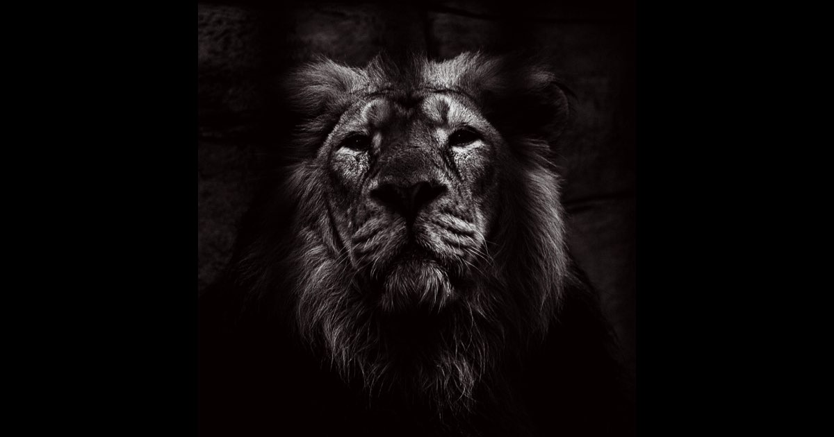 ‎Lion In A Cage - Single - Jamie Leonのアルバム - Apple Music