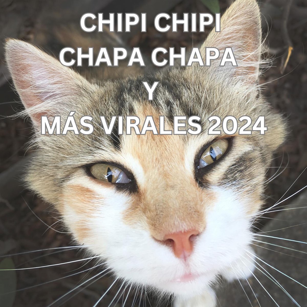 chipi Chipi Chapa Chapa Y MÁs Virales 2024 Album By Various Artists